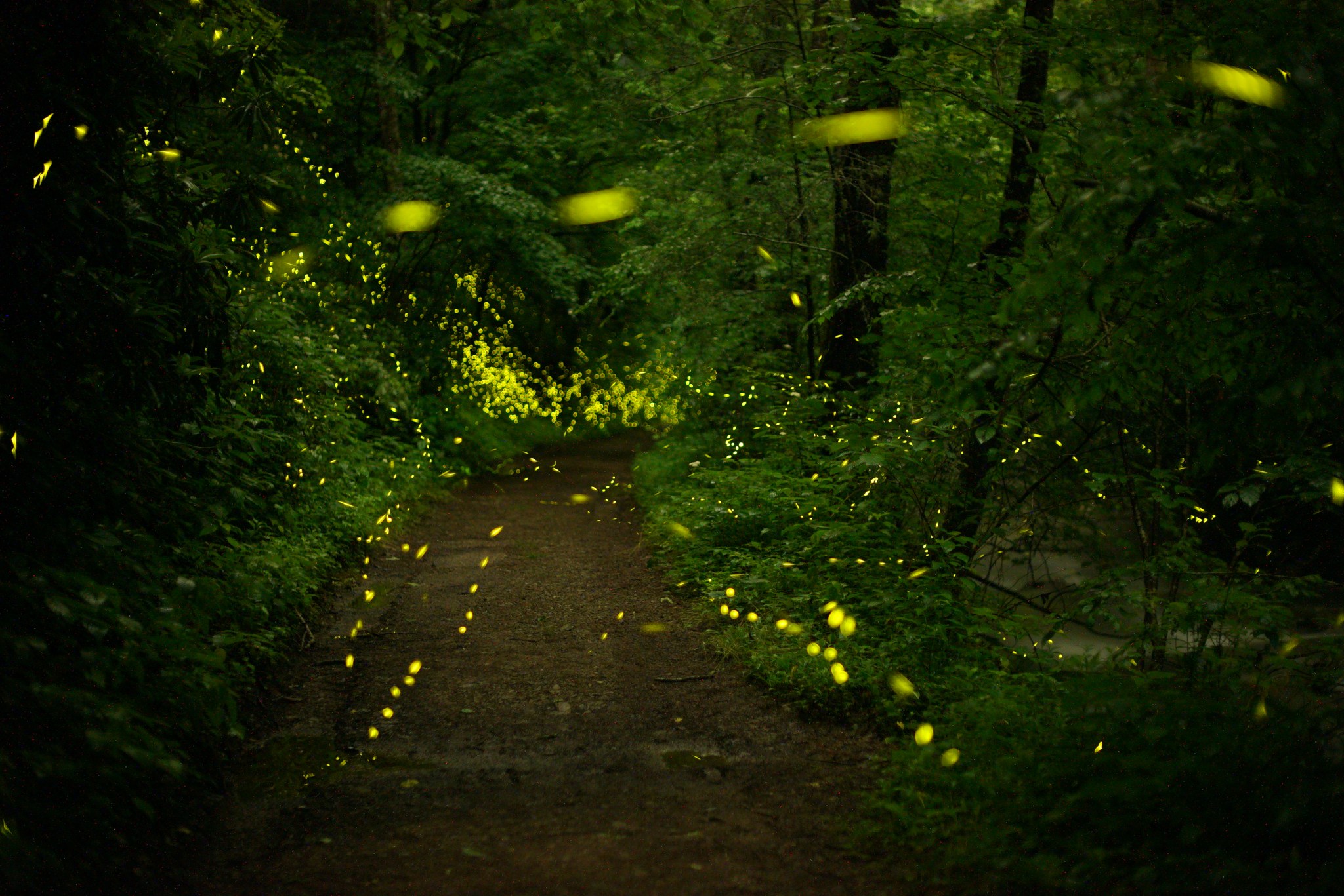 Firefly Experience | Rocky Fork Journal